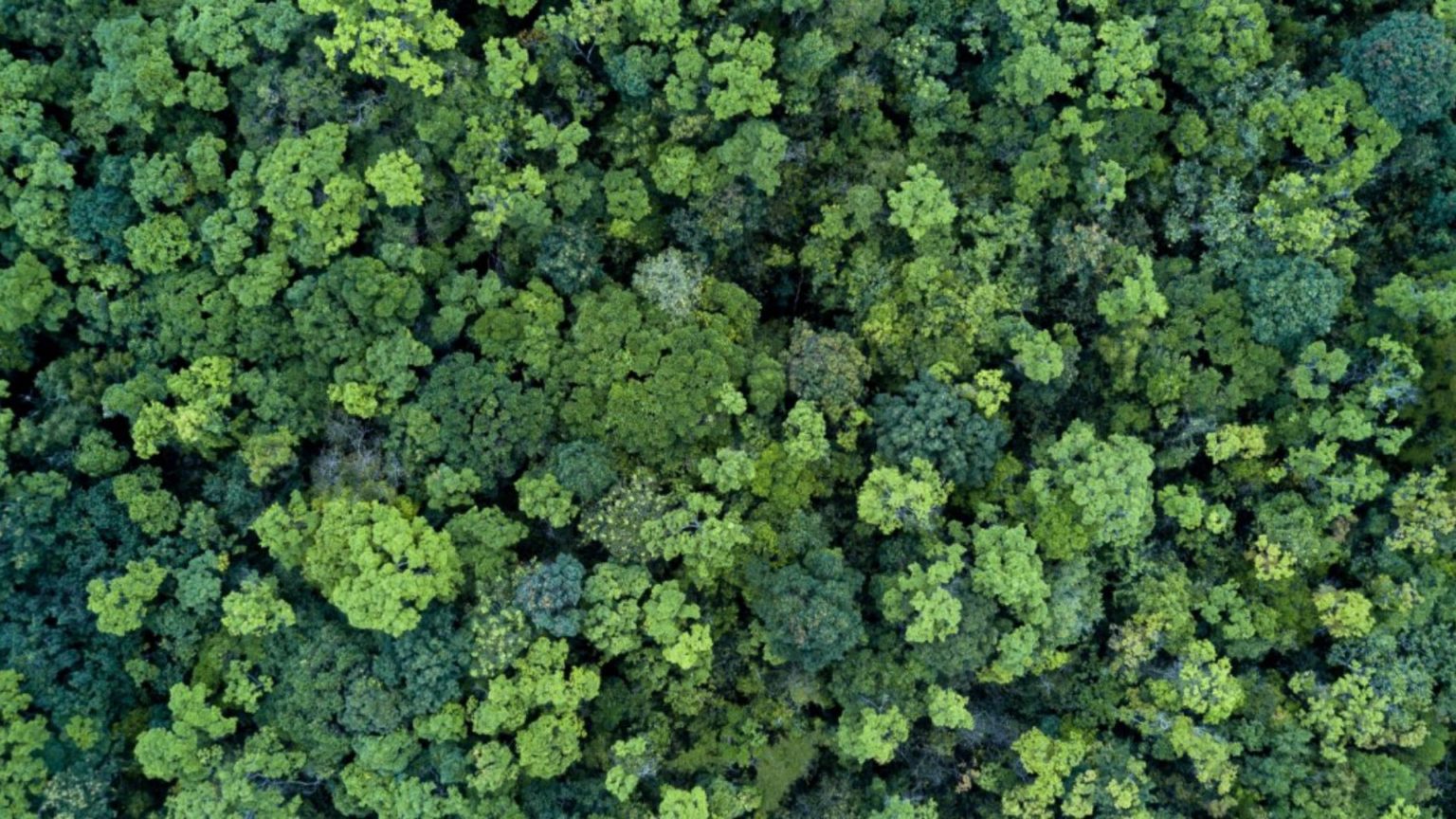 Novvi - Biobased Synthetic Hydrocarbons